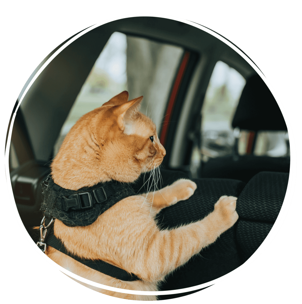 Drop-Off Form | Plant City Animal Hospital