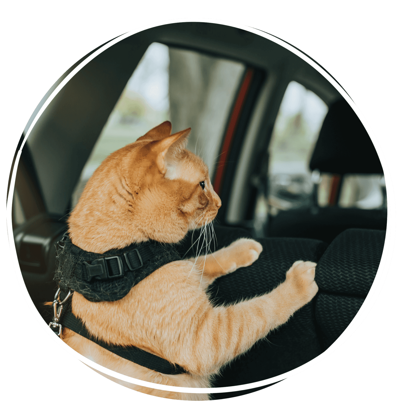 Drop-Off Form | Plant City Animal Hospital