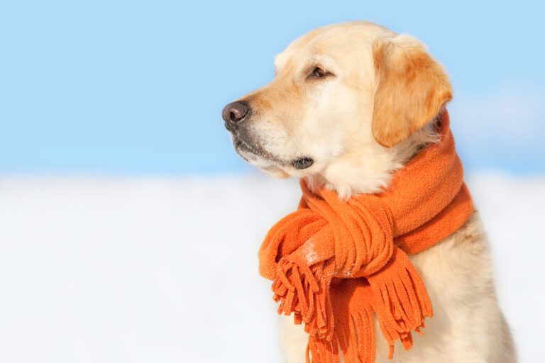 How Cold is Too Cold for Dogs? - Plant City Animal Hospital