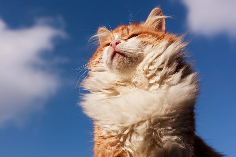 When Were Cats Domesticated in Plant City, FL? - Plant City Animal Hospital