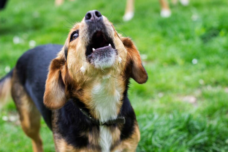 7 Reasons Why Your Dog is Barking at Nothing - Plant City Animal Hospital
