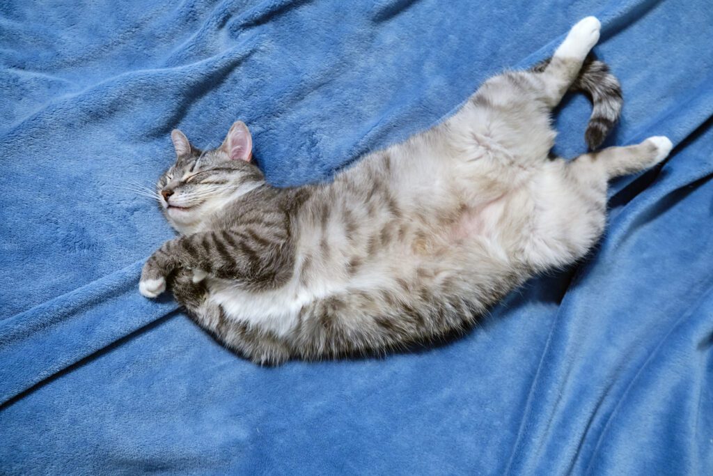Do Cats Have Belly Buttons? | Plant City Animal Hospital