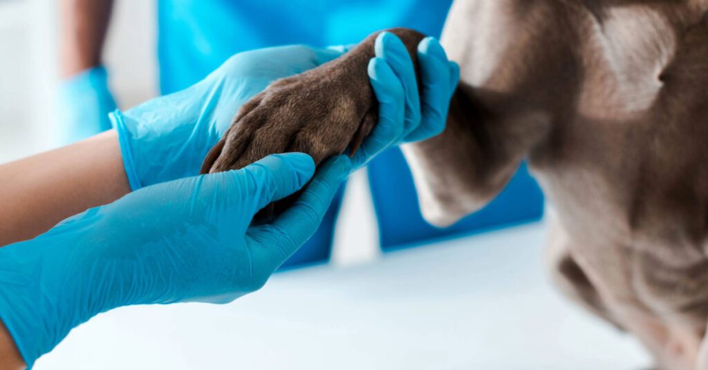 Sebaceous Cyst on a Dog Paw: Causes, Care, and Treatment - Plant City ...